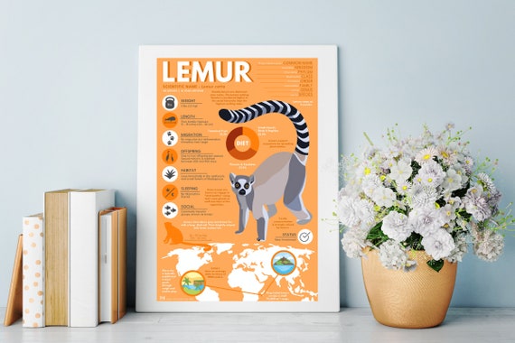 Ring-tailed Lemur Print Exotic Animal Infographic Poster ft. | Etsy