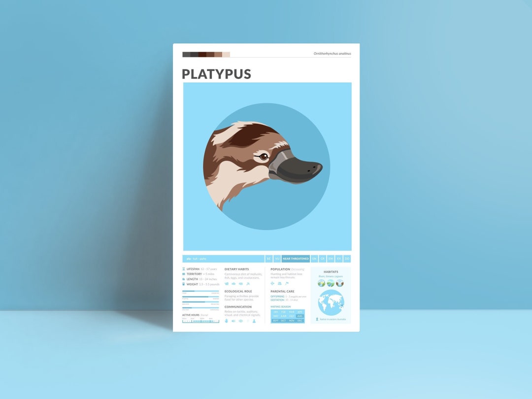 Platypus Print | Original Animal Artwork | 11" X 17" Infographic Poster ...