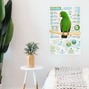 Eclectus Poster | Parrot Print | Wildlife Animal Infographic ...