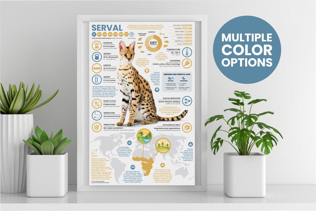 Serval Poster | Wildlife Animal Infographic | Conservation Education ...