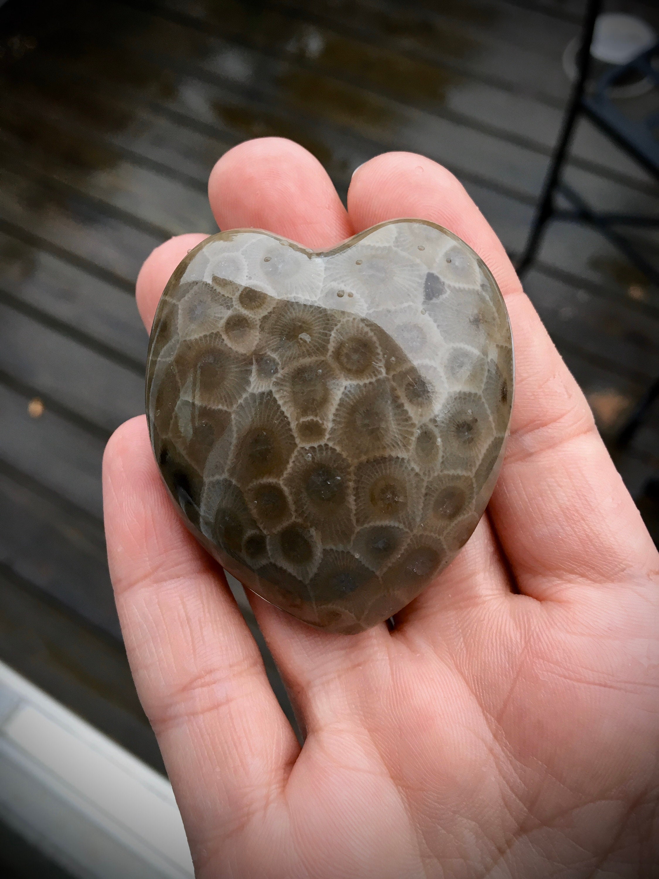 Petoskey Stone
