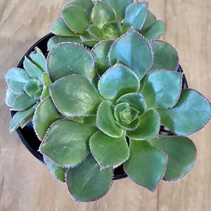 Aeonium 'red Edge' Hybrid 3-inch Potted Rosettes - Etsy