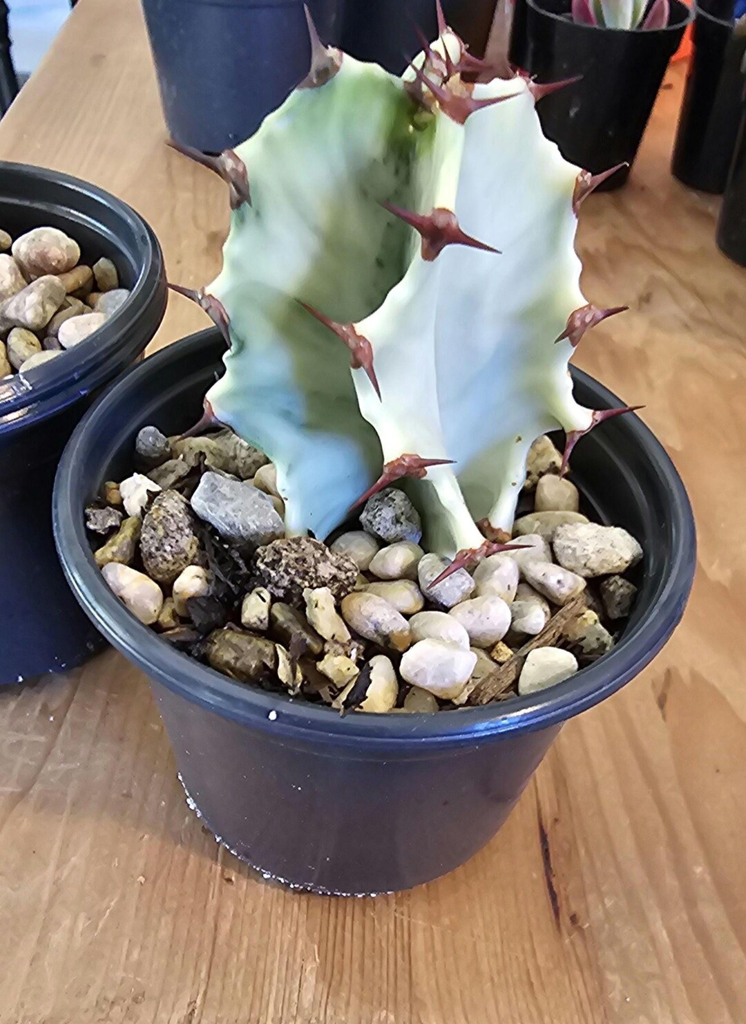 Euphorbia Lactea "candelabra Cactus" Offsets - Etsy