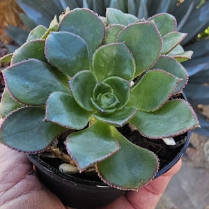 Aeonium 'red Edge' Hybrid 3-inch Potted Rosettes - Etsy