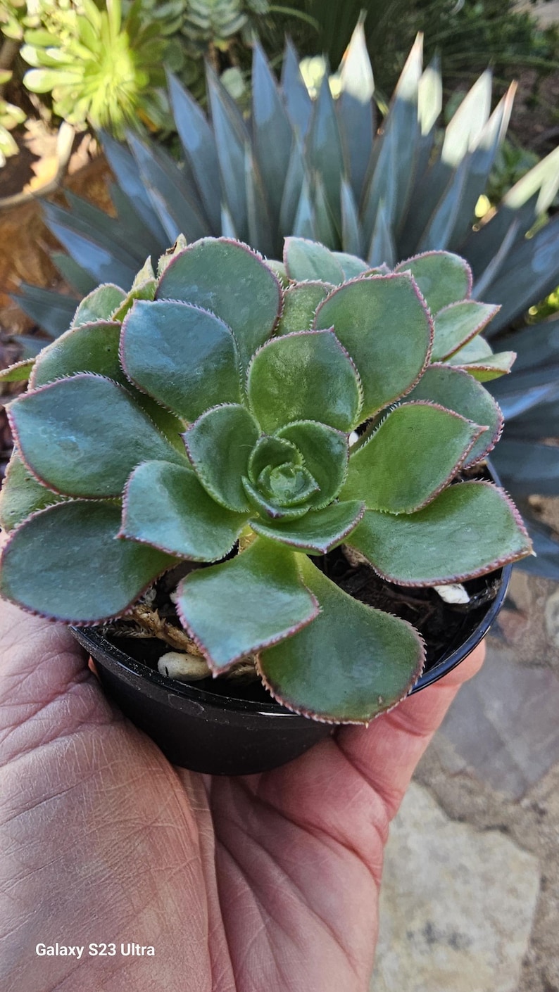 Aeonium 'red Edge' Hybrid 3-inch Potted Rosettes - Etsy
