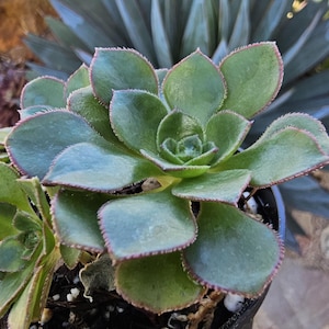 Aeonium 'red Edge' Hybrid 3-inch Potted Rosettes - Etsy