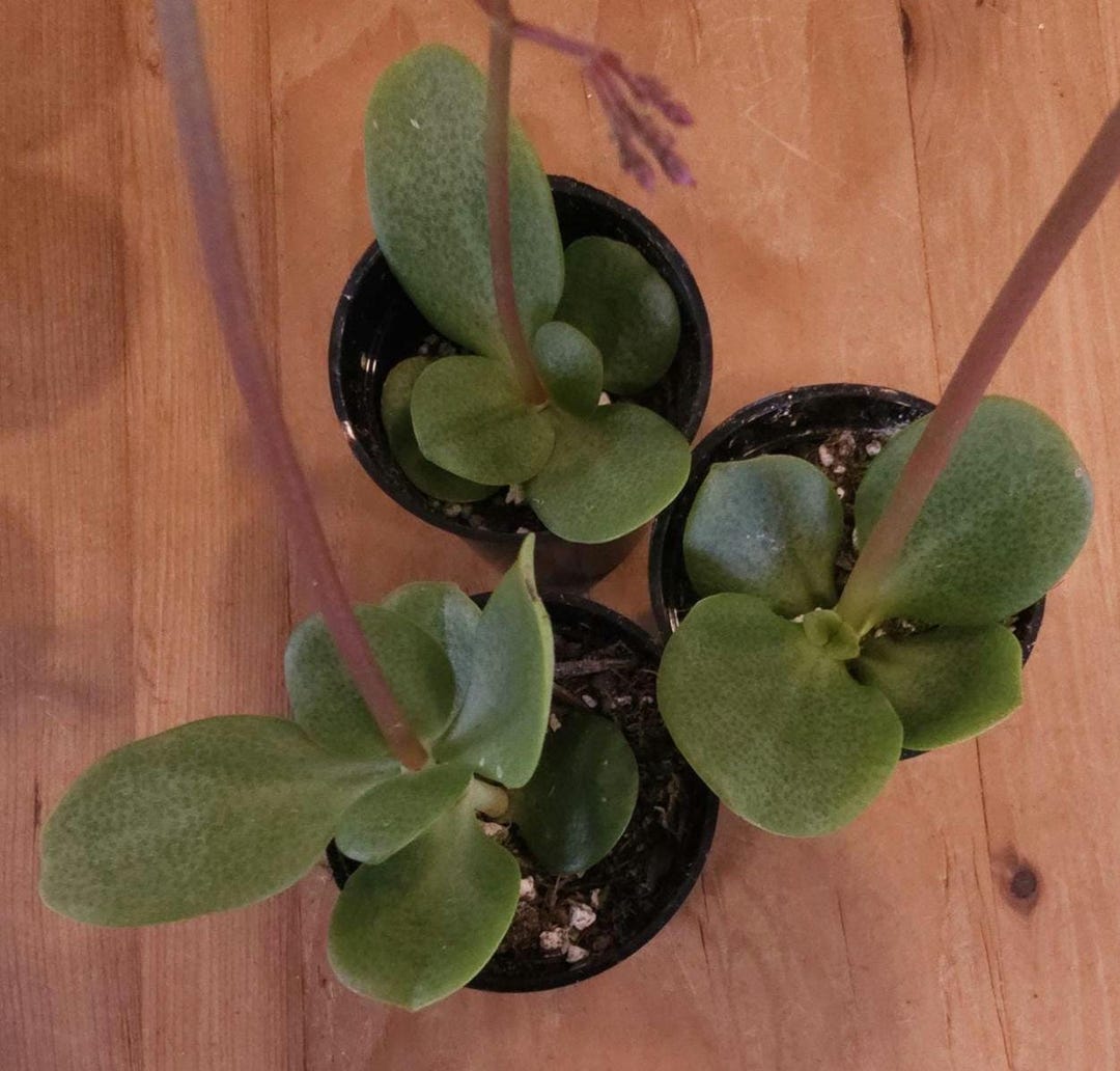 Crassula Multicava 'fairy Crassula" Succulent Baby 2, 3 or 4-inch ...