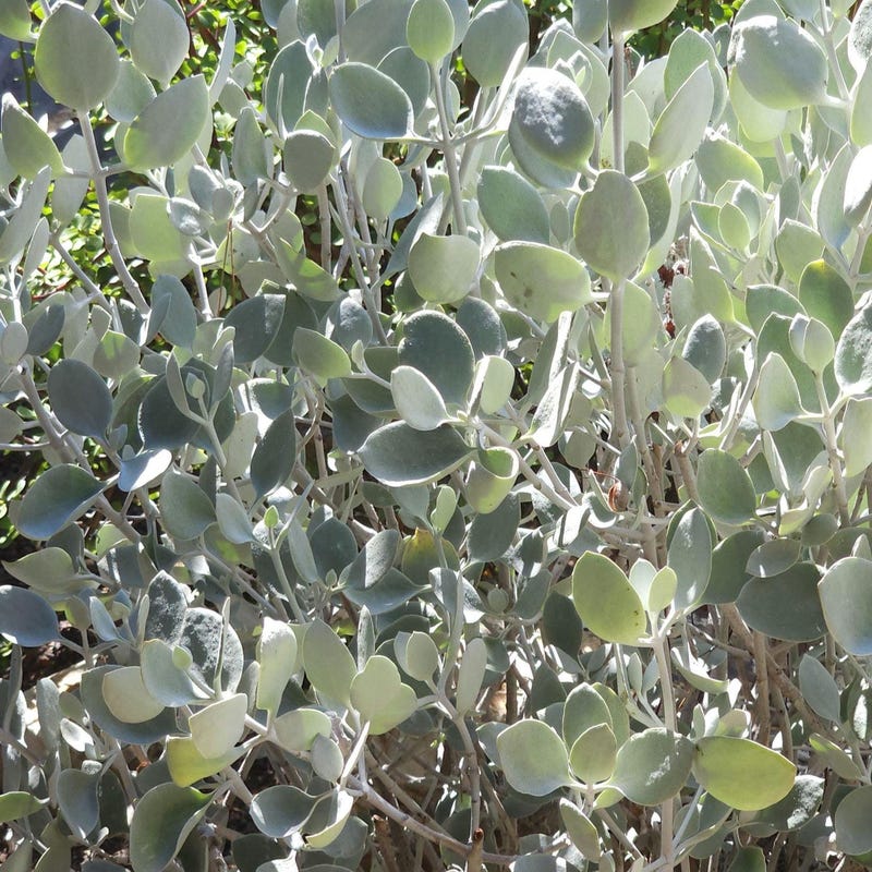 Silver Succulent - Etsy