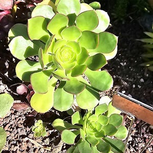 Aeonium 'red Edge' Hybrid 3-inch Potted Rosettes - Etsy