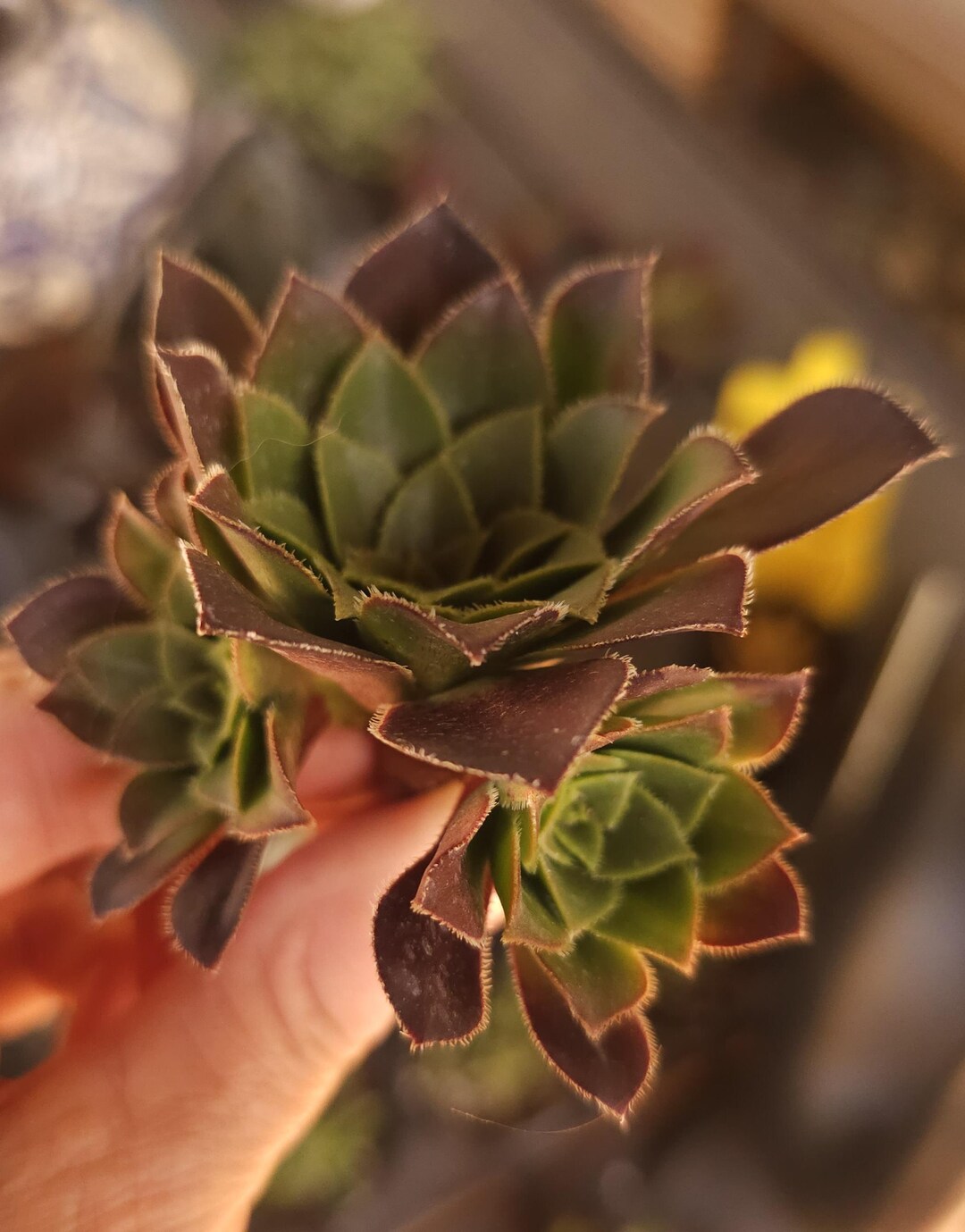 Aeonium Arboreum "purple Pinwheels" Tree Aeonium Succulent Cuttings or ...