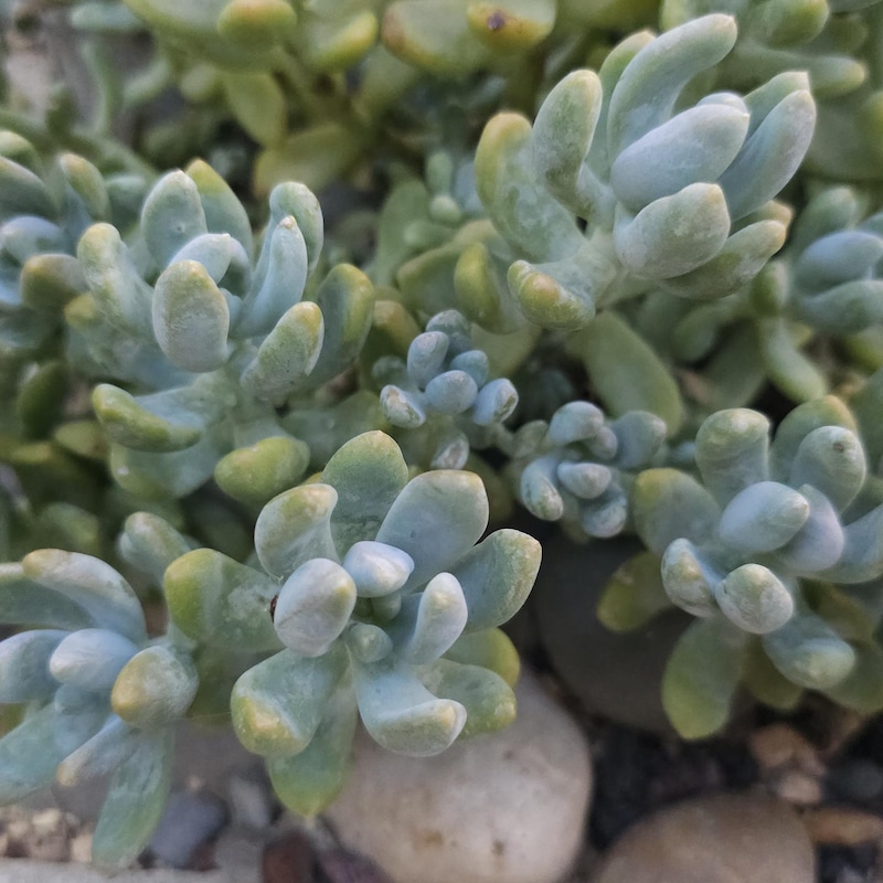 Moonstone Succulent - Etsy