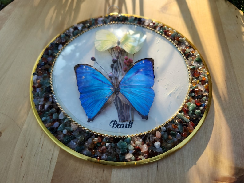 Vintage Brazil Blue Butterfly Taxidermy Wall Art Circle Glass - Etsy