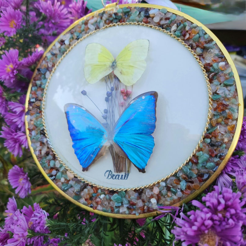 Vintage Brazil Blue Butterfly Taxidermy Wall Art Circle Glass - Etsy