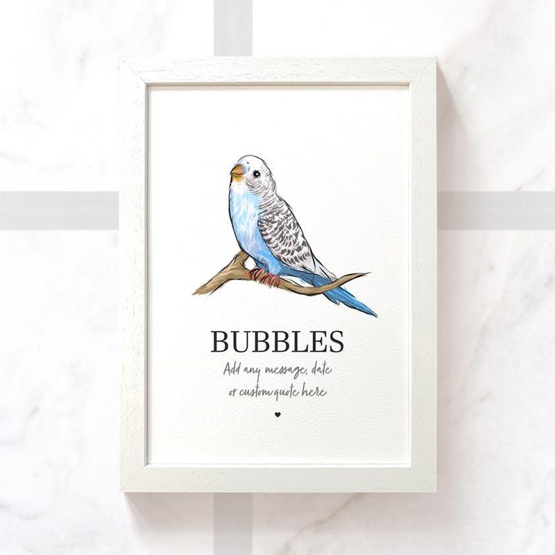 Budgie - Etsy