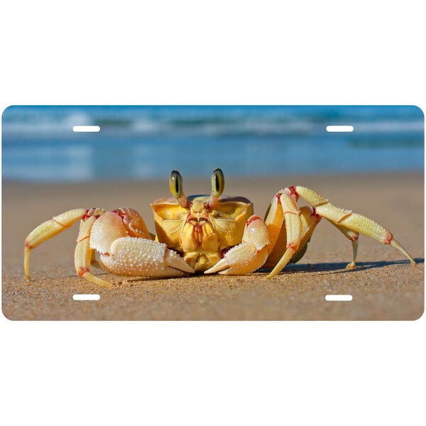 Ghost Crab - Etsy