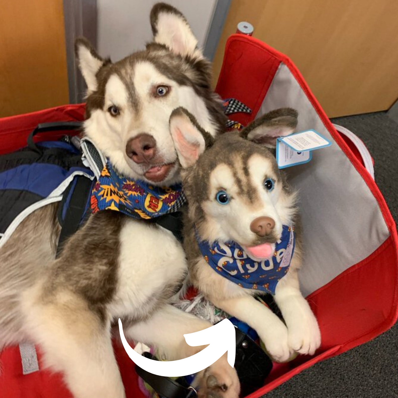 Custom Pet Stuffed Animals: Photo of Pet Into Custom Stuffed Animal ...