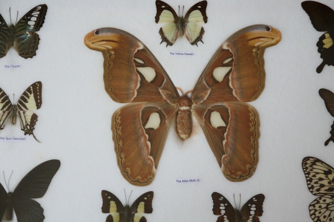 Real Butterfly Taxidermy Insect Framed Glass Entomology Mix Collection ...