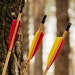 Archery Arrows With Plastic Knock / Wooden Arrows / Training Arrows ...