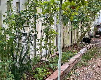 Snake Gourd Seeds - Etsy