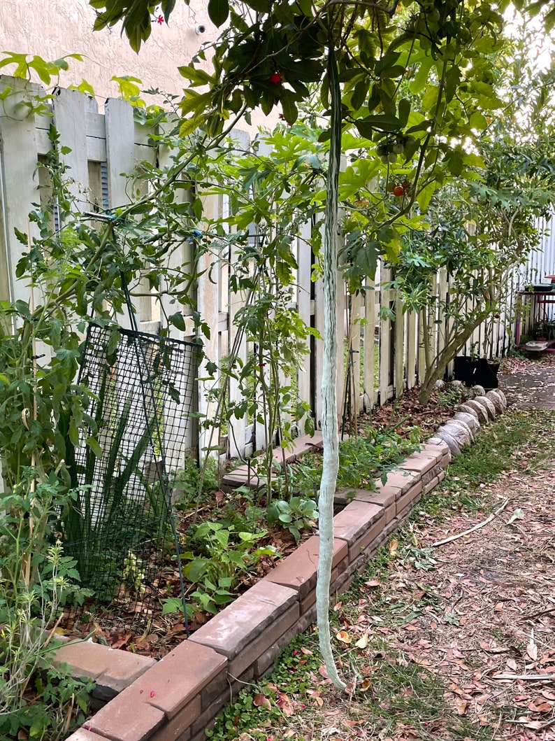 Chinese Python Snake Bean Gourd Organic 10 Seeds - Etsy