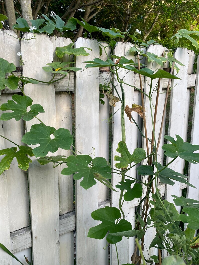 Chinese Python Snake Bean Gourd Organic 10 Seeds - Etsy