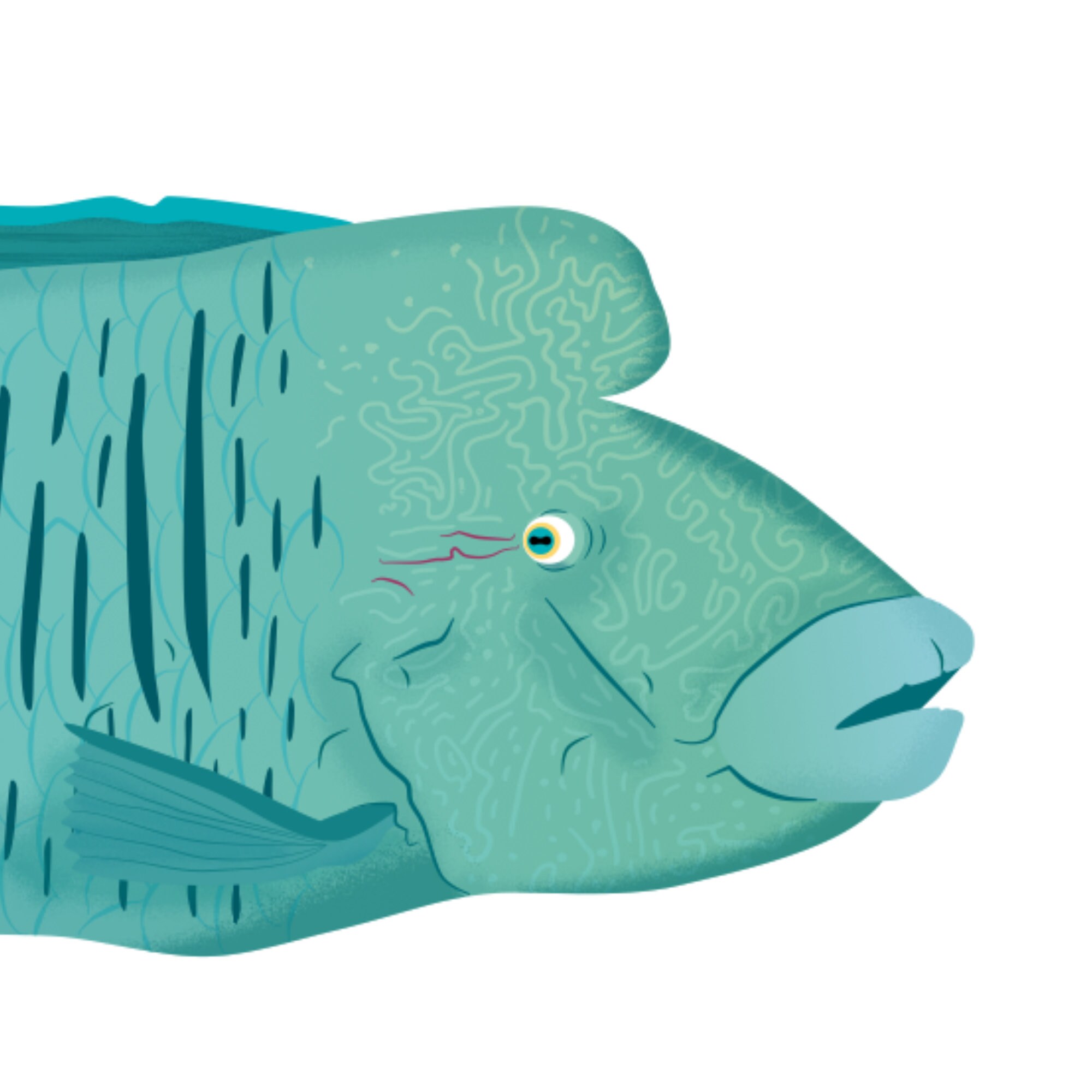 Humphead Wrasse Drawing