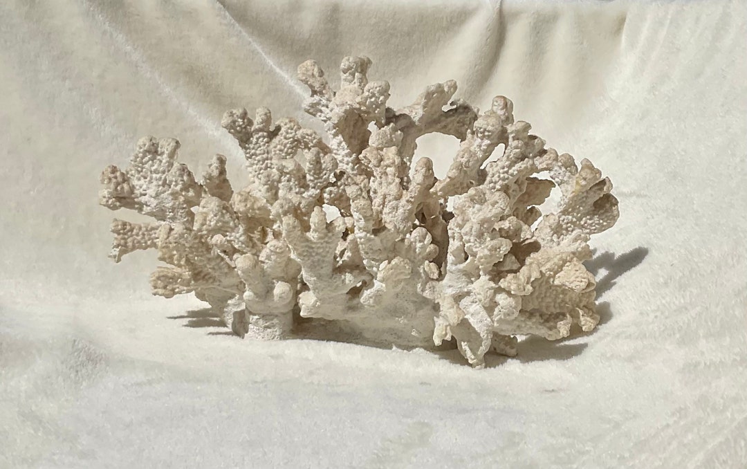 Large Natural Decorative Faux Coral Reef Table Decor, Center Piece in ...