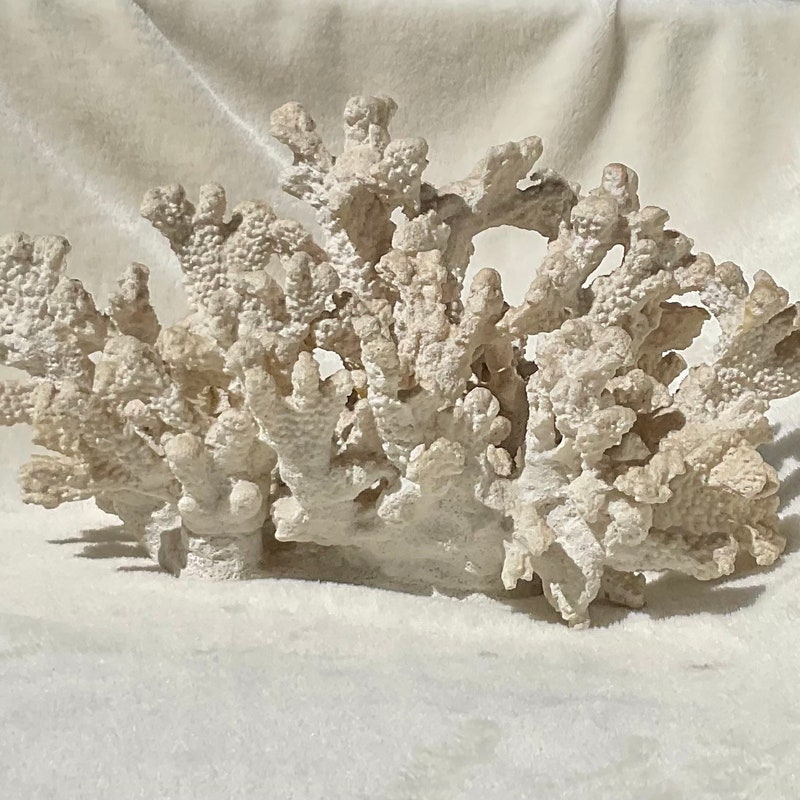 Coral Decor - Etsy