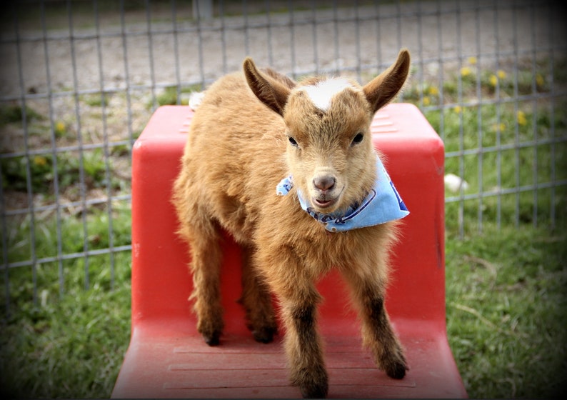 Goat Charm Bracelet Braided Friendship Bracelets Goat - Etsy