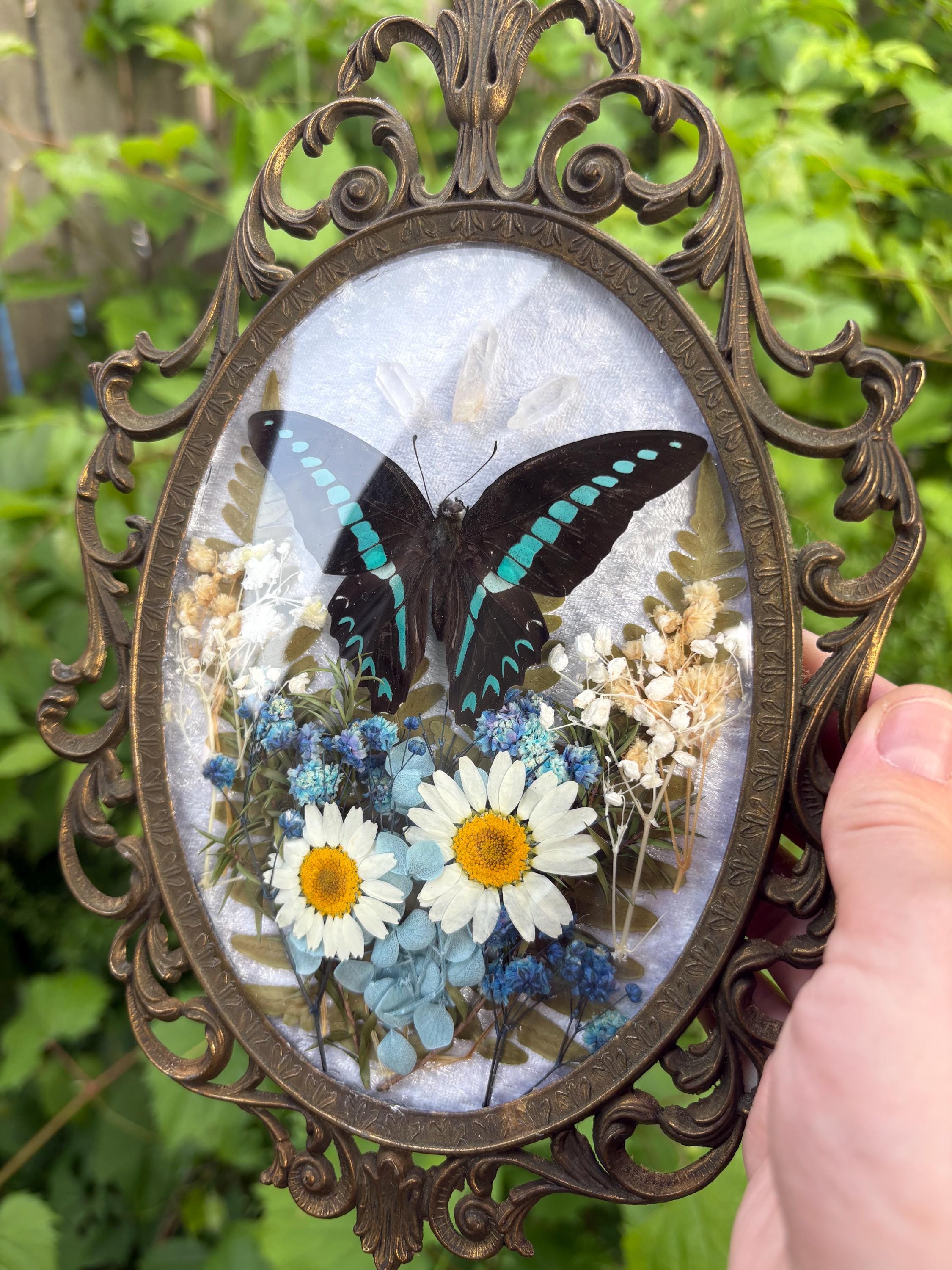 Framed Real Butterfly Art in Vintage Brass Frame With Daisies & Fern ...