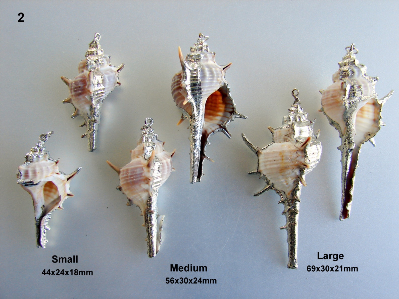 SALE. Natural Trumpet Shell Pendants With Brass Silver Gold - Etsy