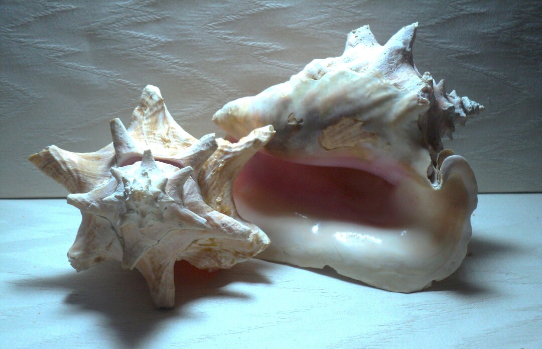 CONCH SHELLS, 2 SHELLS, Caribbean, Bermuda, Nassau, 1970's Vintage ...