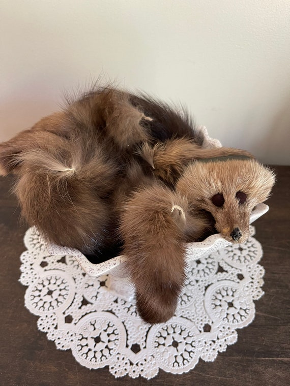 Taxidermy Curiosity MINK Fur Body Parts Legs Claws Head - Etsy