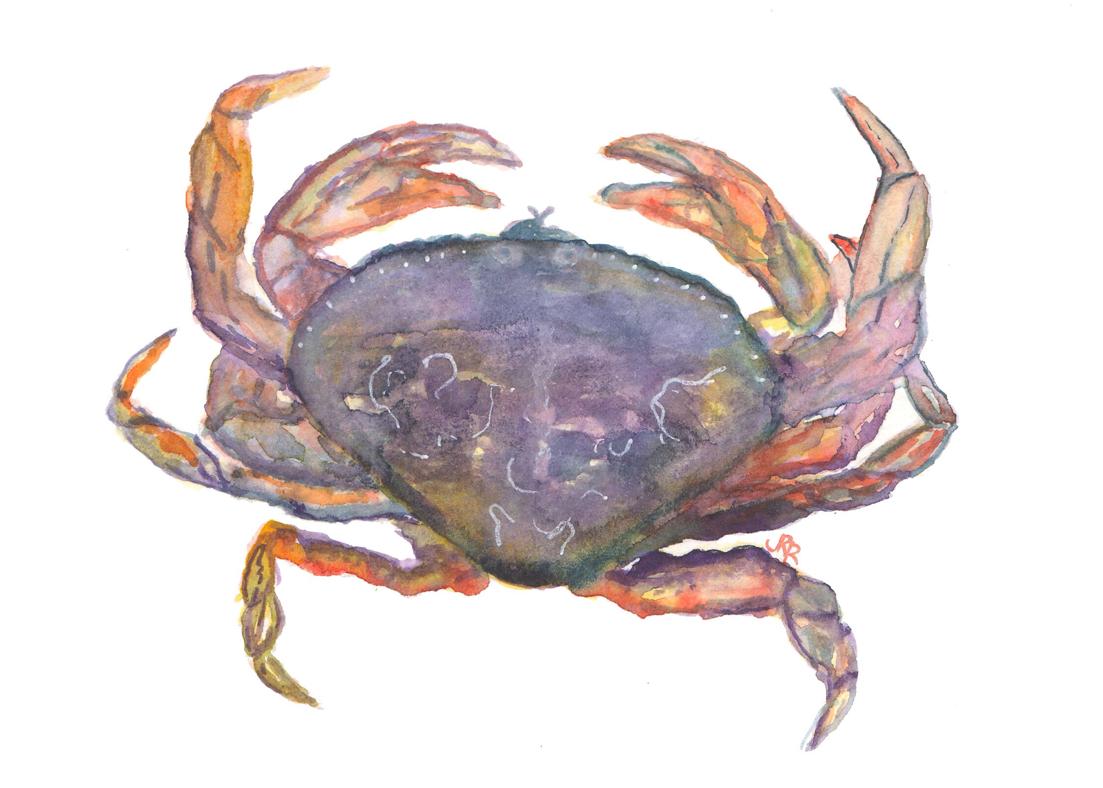 Crab Painting Dungeness Crab Crab Art Ocean Life Art - Etsy Australia