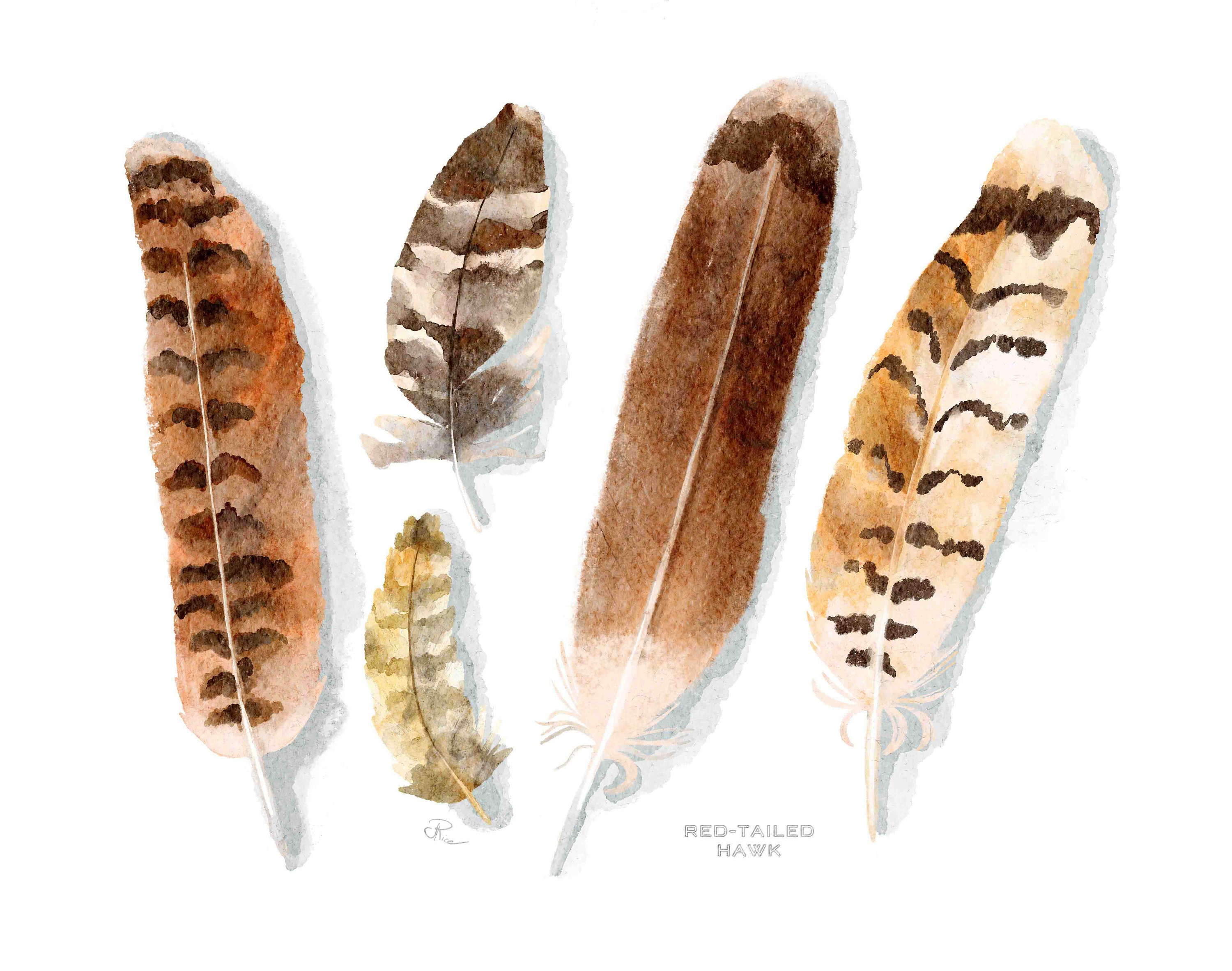 Red Tailed Hawk Feather Symbolism
