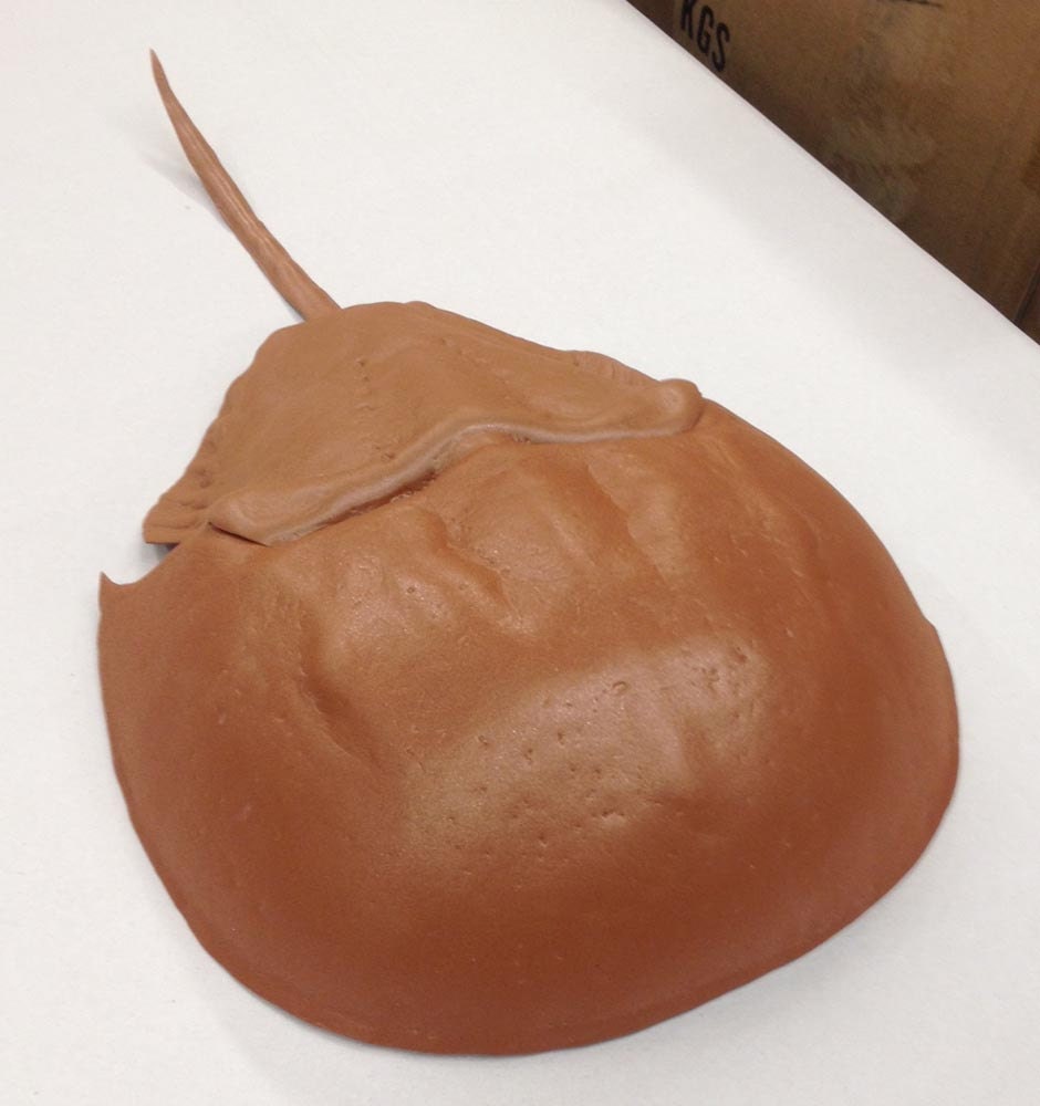 Foam Horseshoe Crab, 8" Across, 15" Long - Etsy