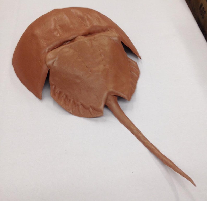 Foam Horseshoe Crab, 8" Across, 15" Long - Etsy