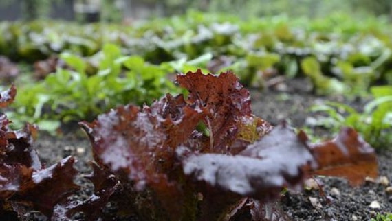 Red Leaf Lettuce Seeds