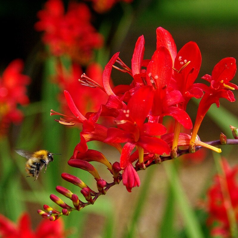 Lucifer Plant - Etsy