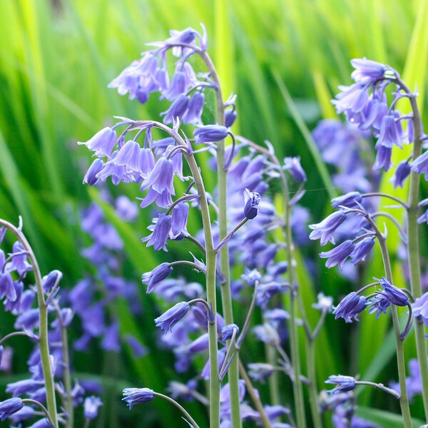 Bluebells - Etsy