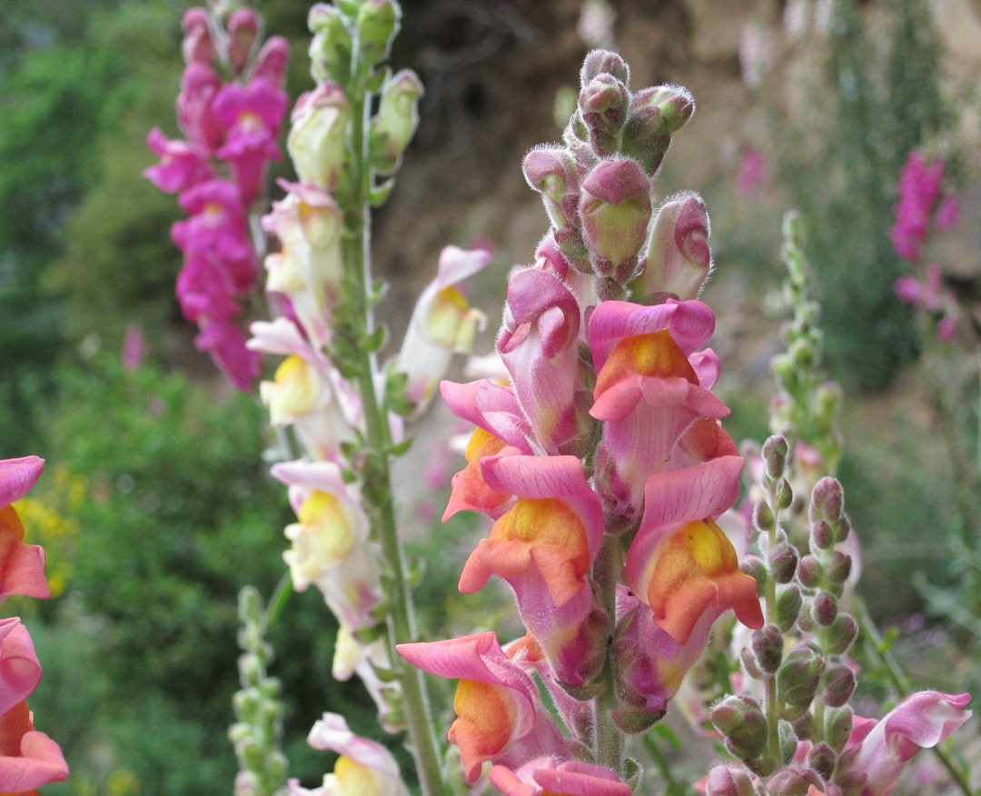 300 Ct. Snapdragon Seed Assorted Mix - Etsy
