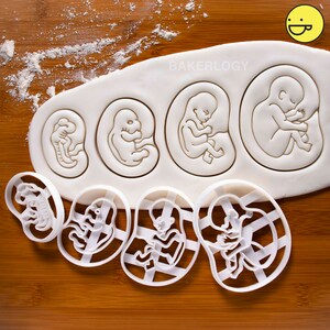 20-week Fetal Development Cookie Cutter Bakerlogy Medicine Pregnancy ...