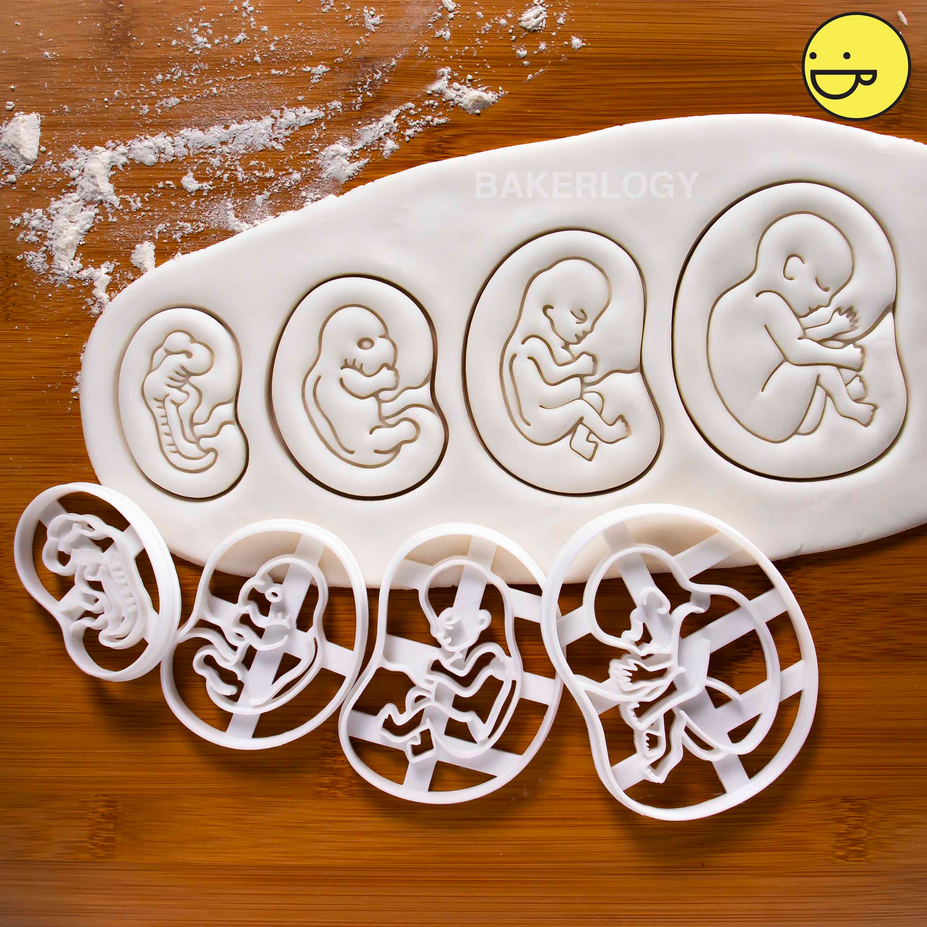 20-week Fetal Development Cookie Cutter Bakerlogy Medicine | Etsy