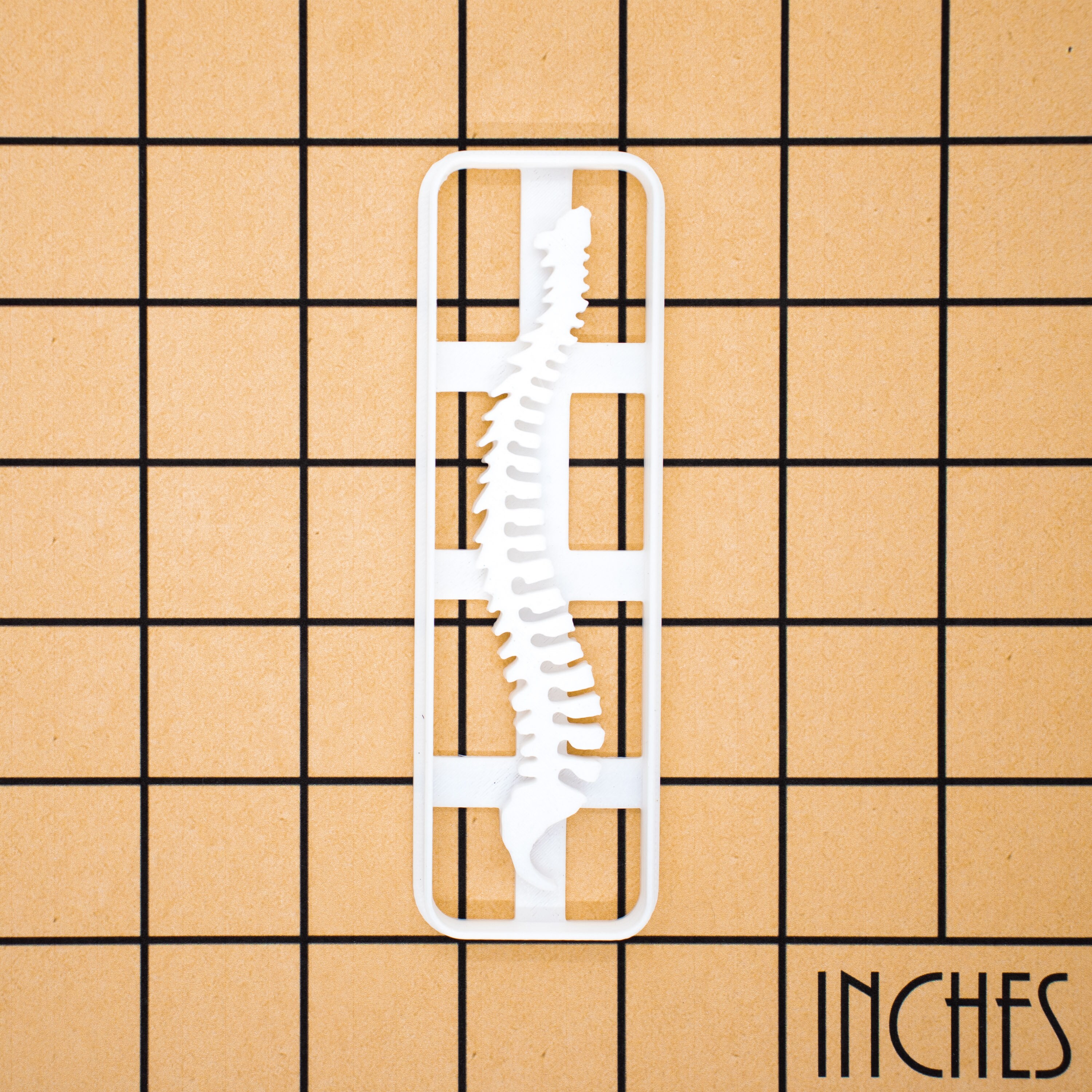 Human Spine Cookie Cutter – Backbone Anatomy Shape for Medical Student ...
