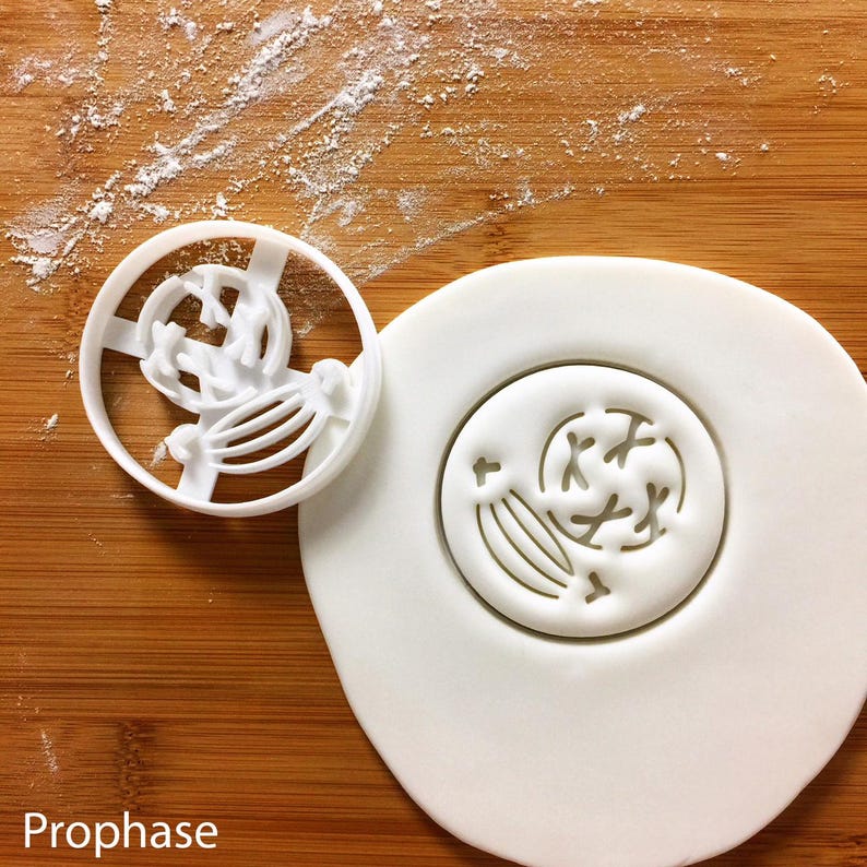 Prophase Cookie Cutter: Mitosis Cell Cycle Design for Biology & Science ...