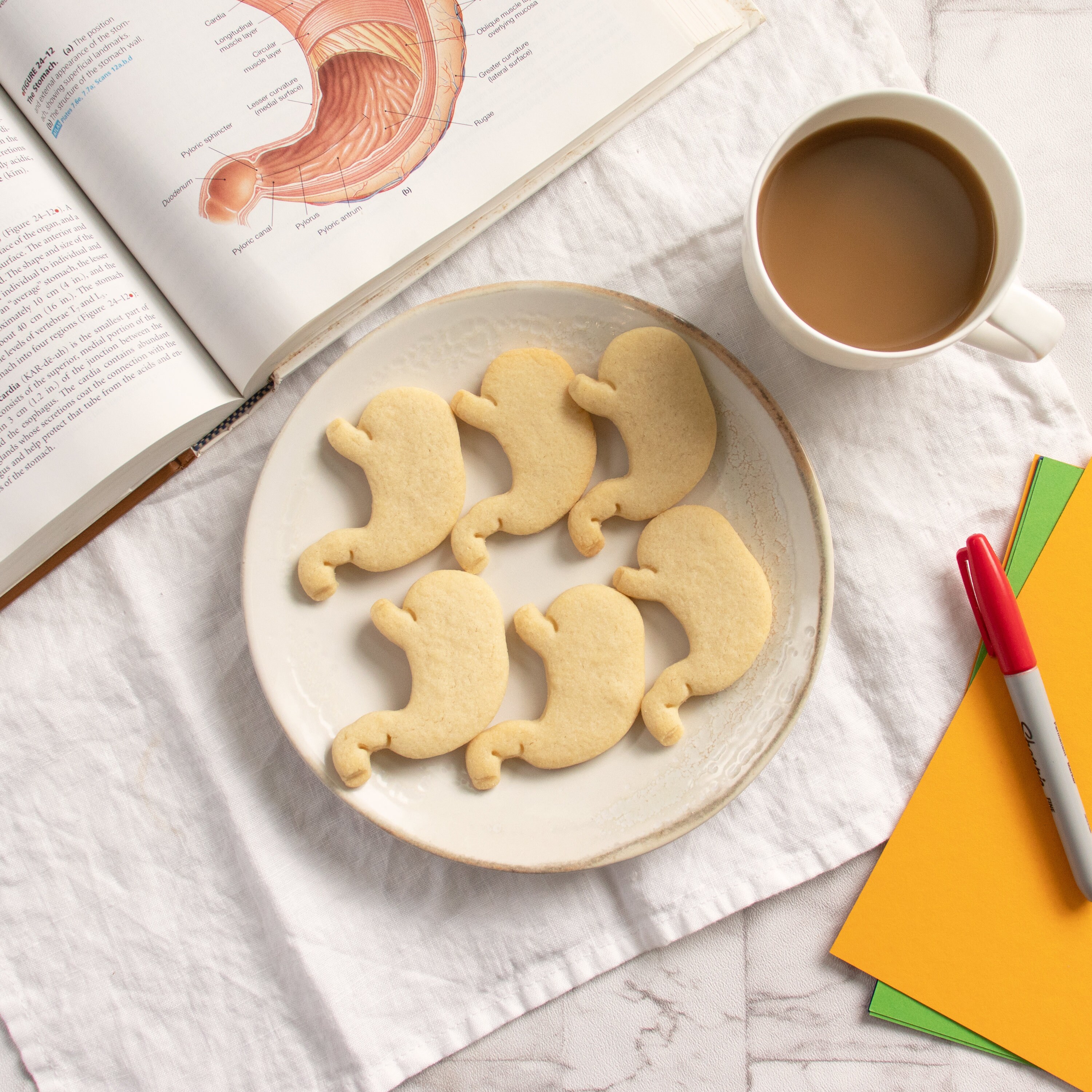 Liver Cookie Cutter: Human Anatomy Design for Medical Students ...