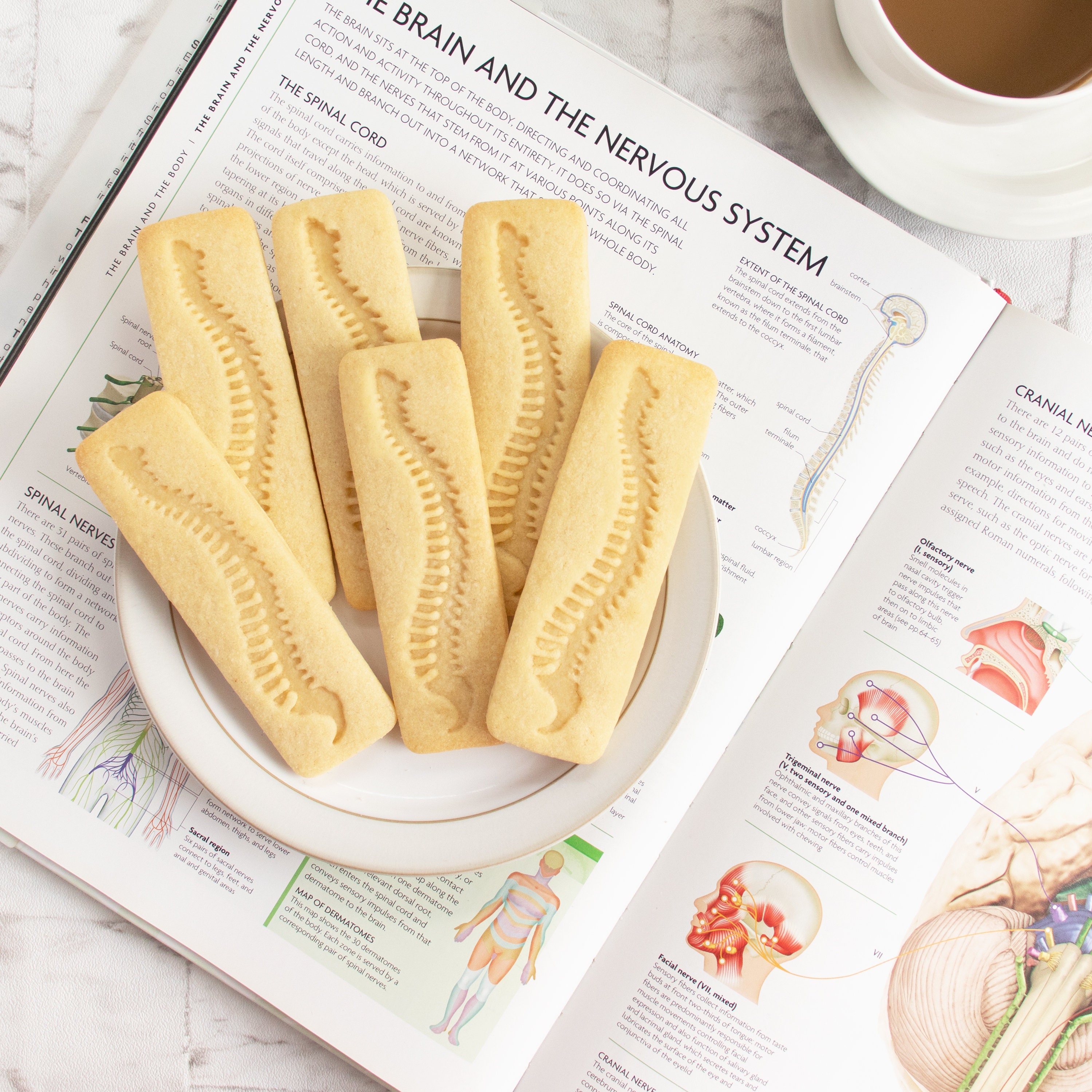 Human Spine Cookie Cutter – Backbone Anatomy Shape for Medical Student ...