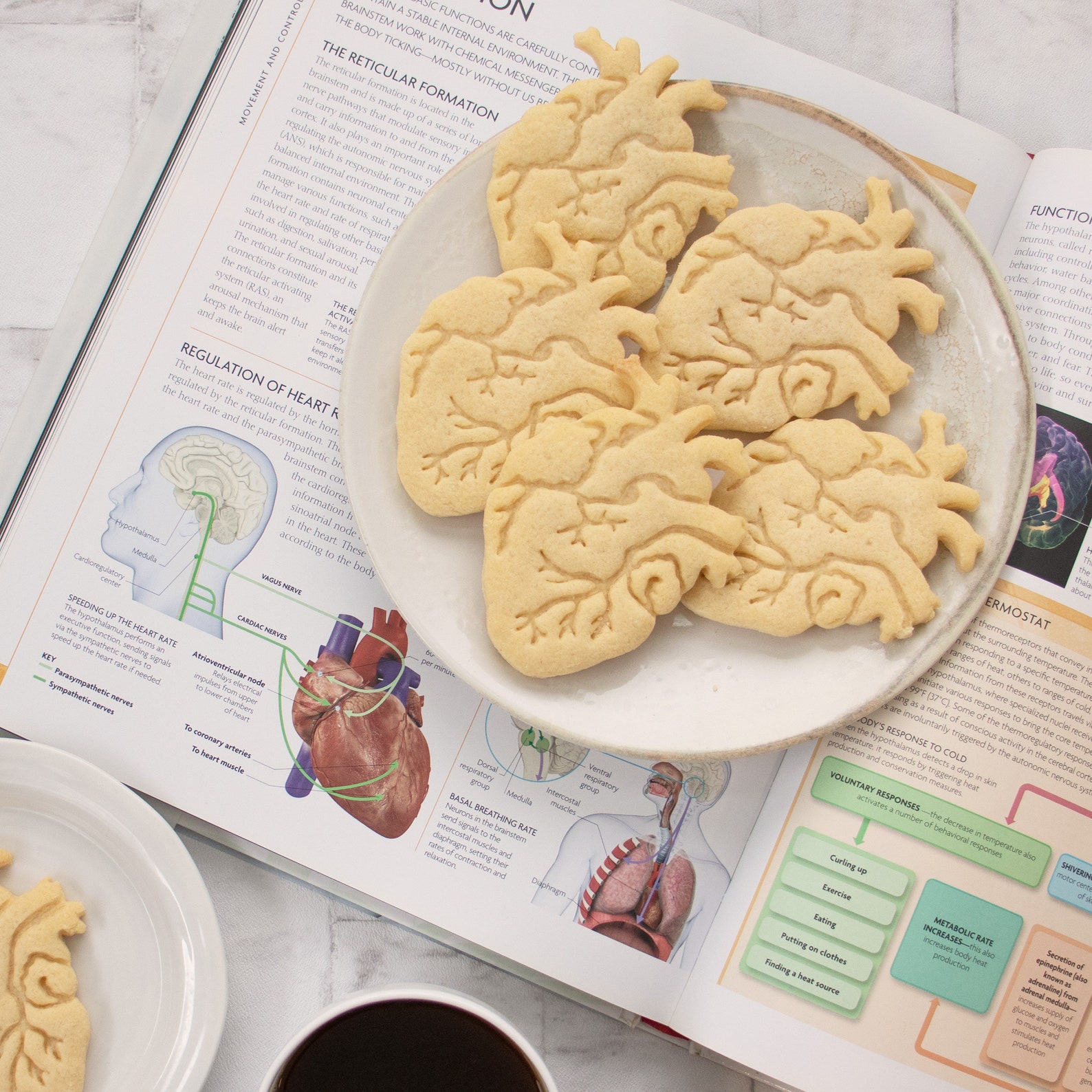 Anatomical Brain Cookie Cutter Heart Cookies Cutters - Etsy