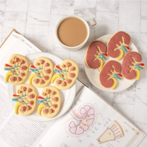 Anatomical Kidney Cookie Cutter – Renal Organ Shape for Medical ...