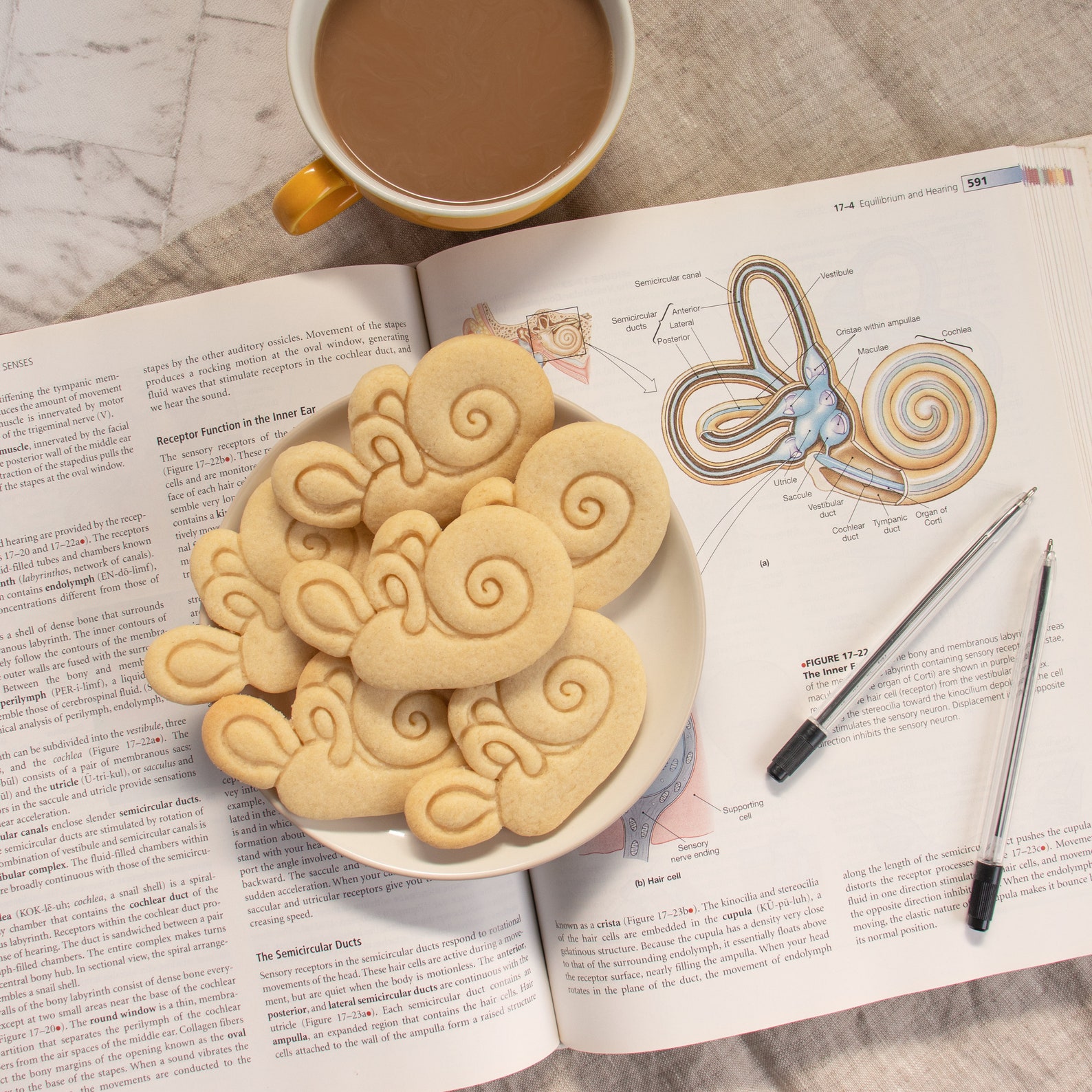 Anatomical Human Ear Cookie Cutter Cochlea Biscuit Cutter - Etsy